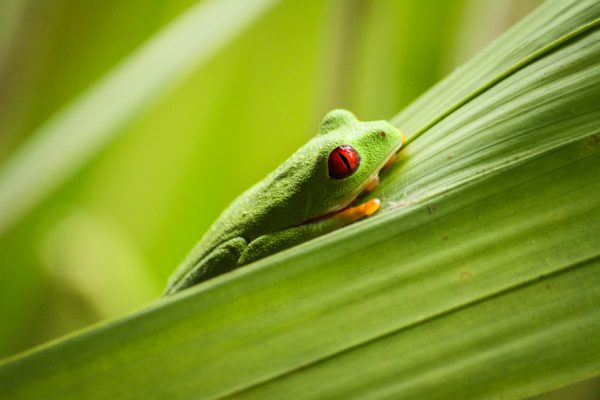 The colourful red-eyed tree frog (or gaudy leaf frog) | Le Big Trip