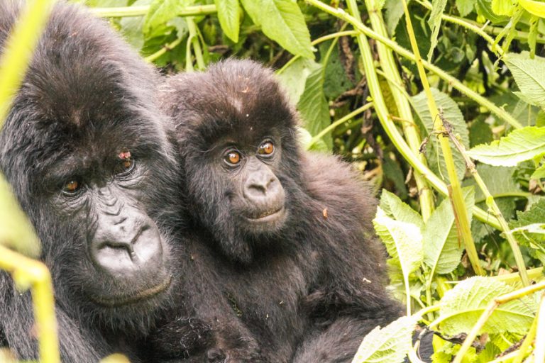 Gorilla trekking in Rwanda [ultimate guide] | Le Big Trip